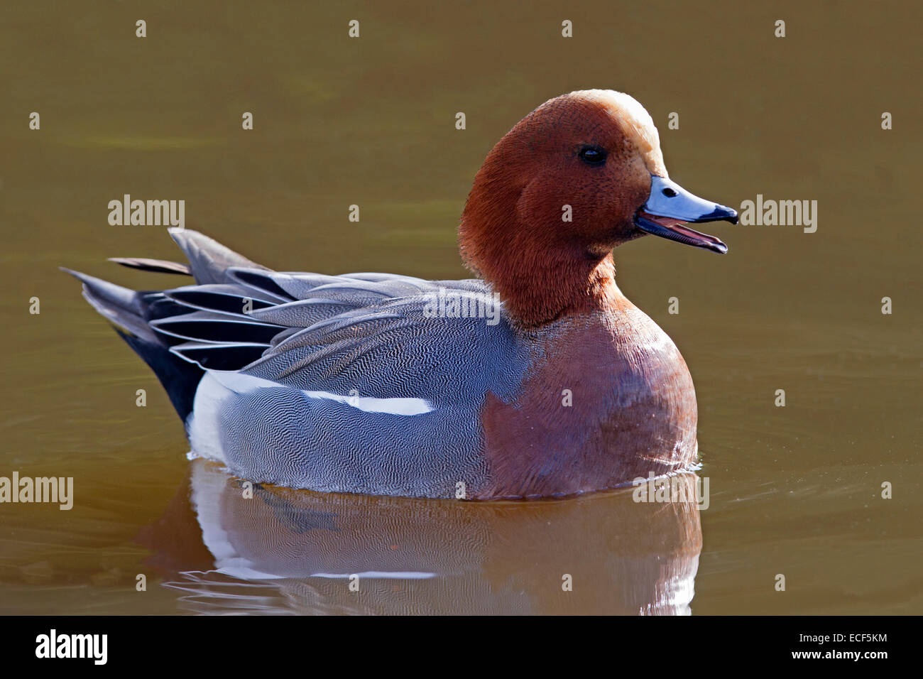 Male wigeon swimming Stock Photo - Alamy