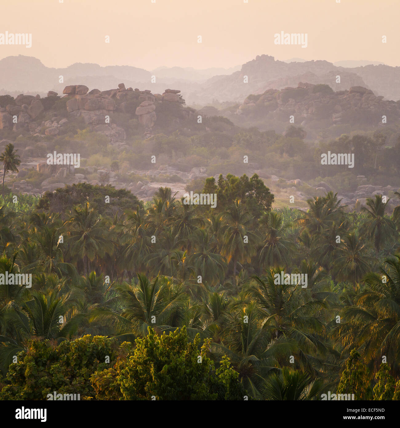 Thick tropical forest hi-res stock photography and images - Alamy