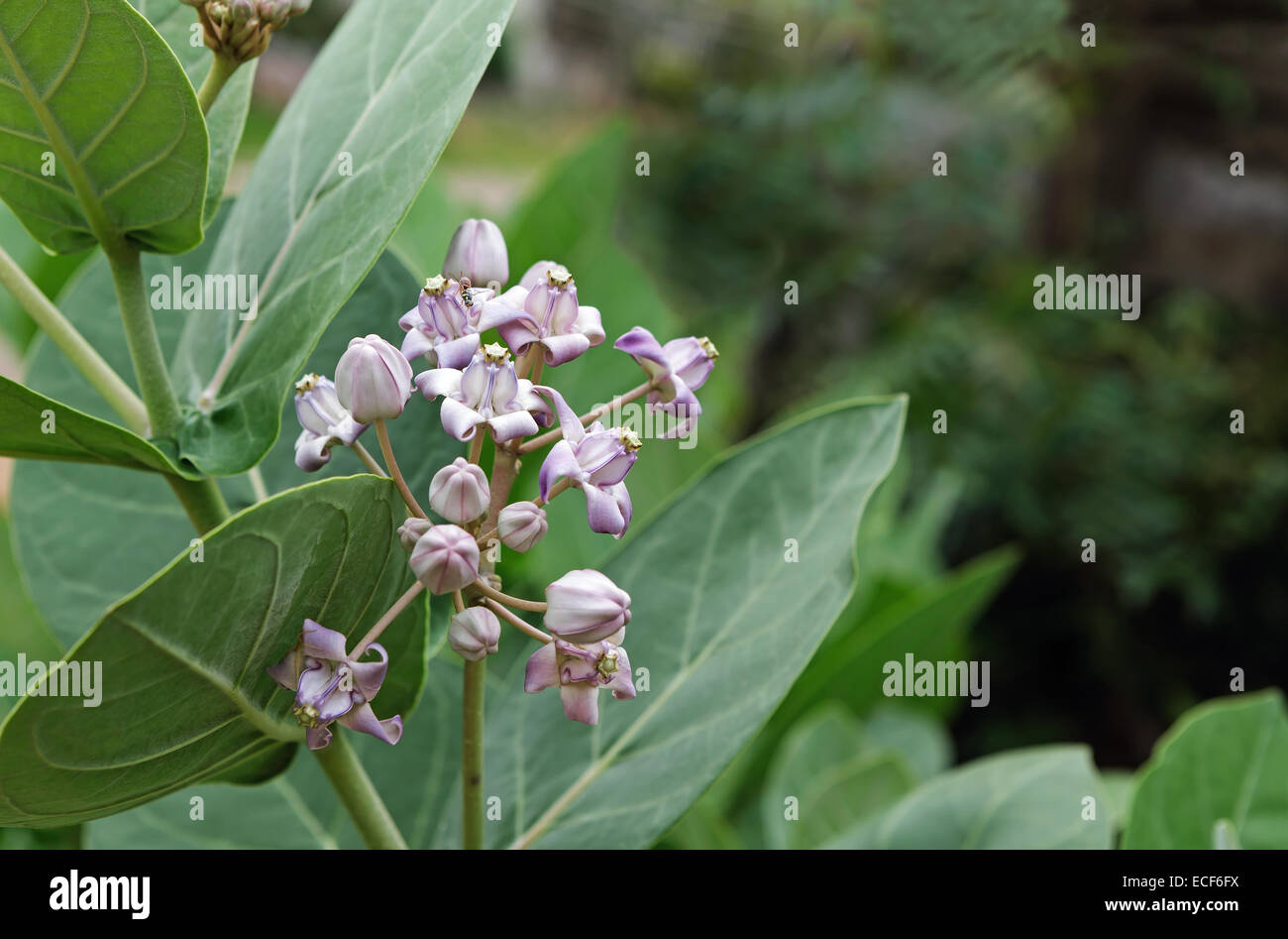 Calotropis gigantea hi-res stock photography and images - Alamy