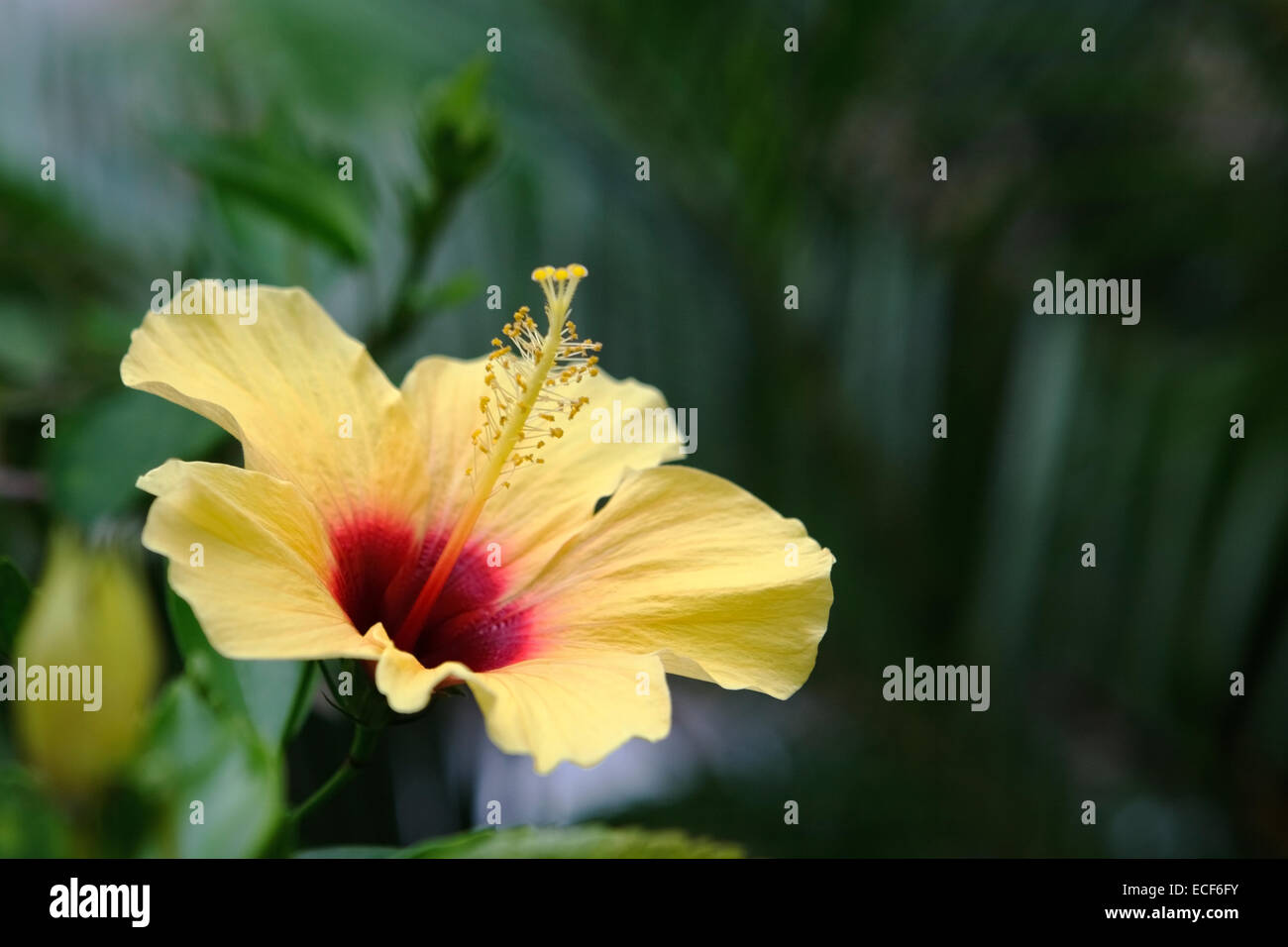 Hawaiian Yellow Hibiscus Flower Stock Photo - Alamy