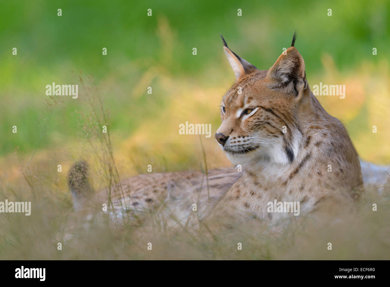 Eurasischer Luchs, Lynx lynx, Lynx Stock Photo - Alamy