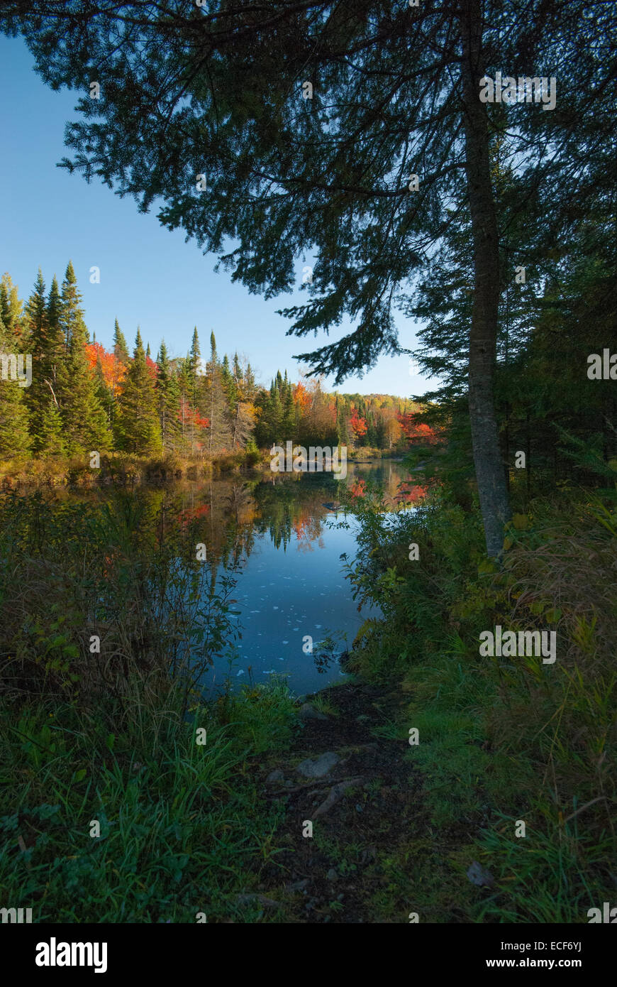 Nature, woods and river in the Fall Stock Photo - Alamy