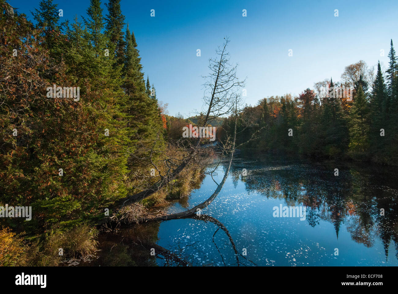 Nature, woods and river in the Fall Stock Photo - Alamy