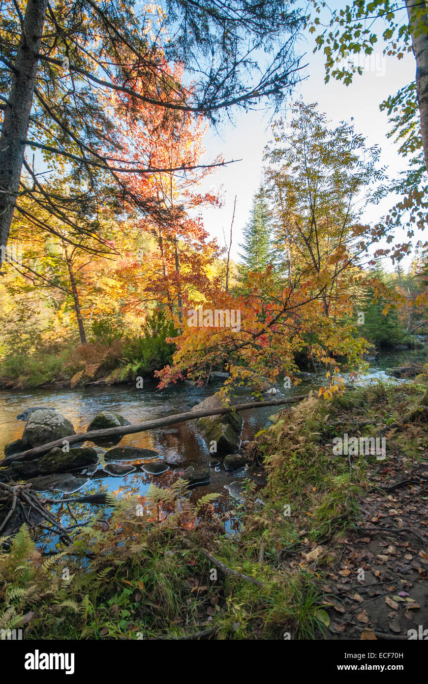Nature, woods and river in the Fall Stock Photo - Alamy
