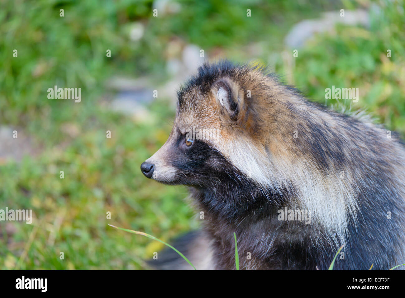 Marderhund enok animal hi-res stock photography and images - Alamy