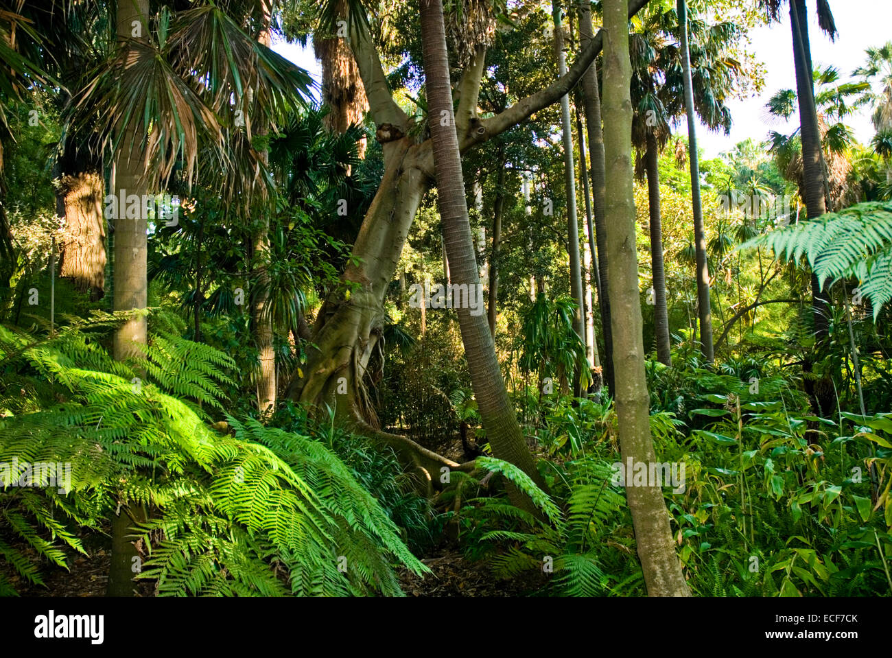 The Royal Botanic Gardens Melbourne,internationally renowned botanical ...
