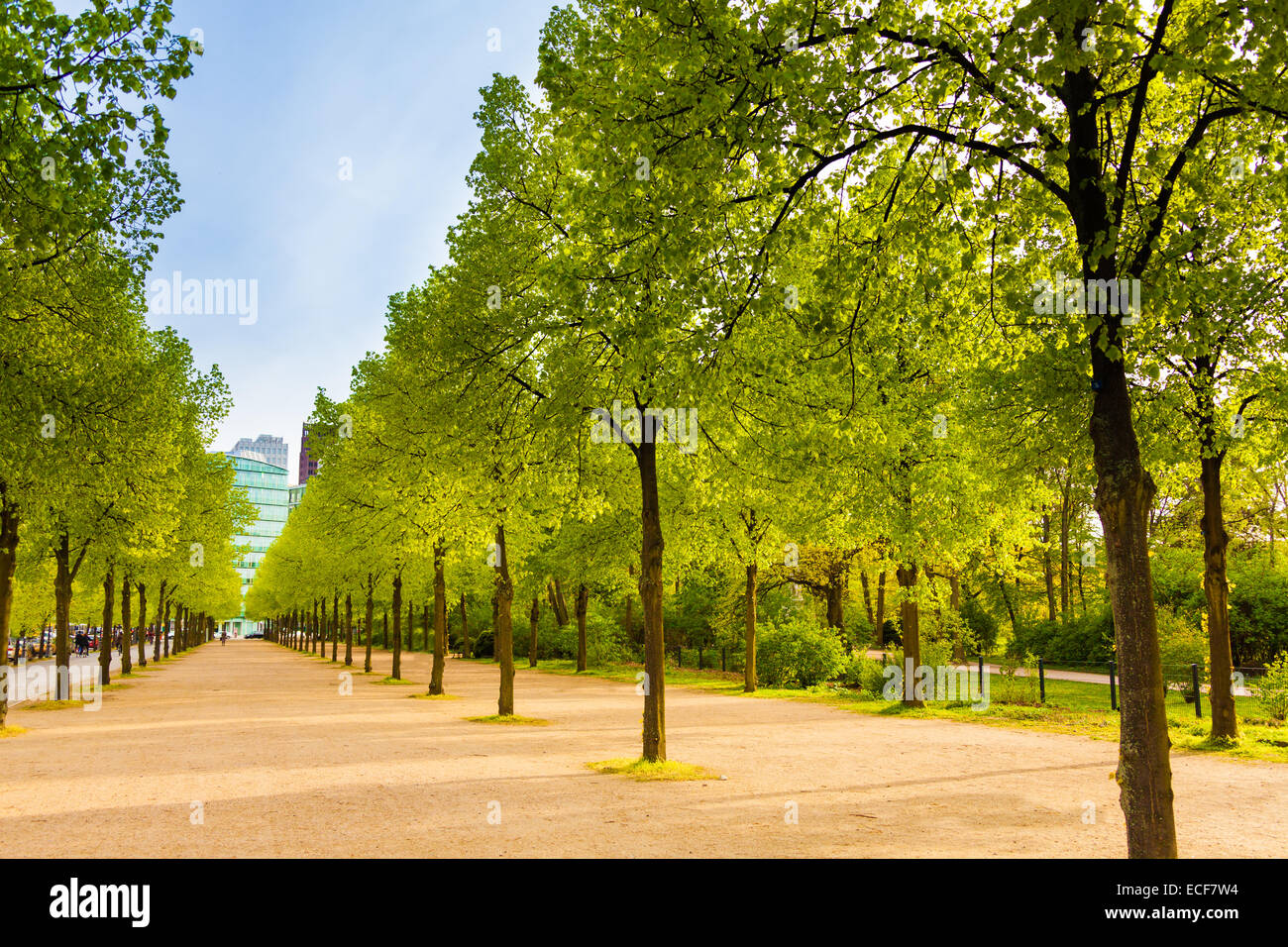 Tiergarten view with rows of trees in Berlin, Germany Stock Photo - Alamy