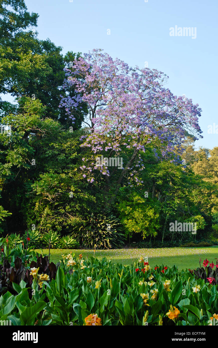 Cranbourne have a focus solely on australian native plants hi-res stock ...