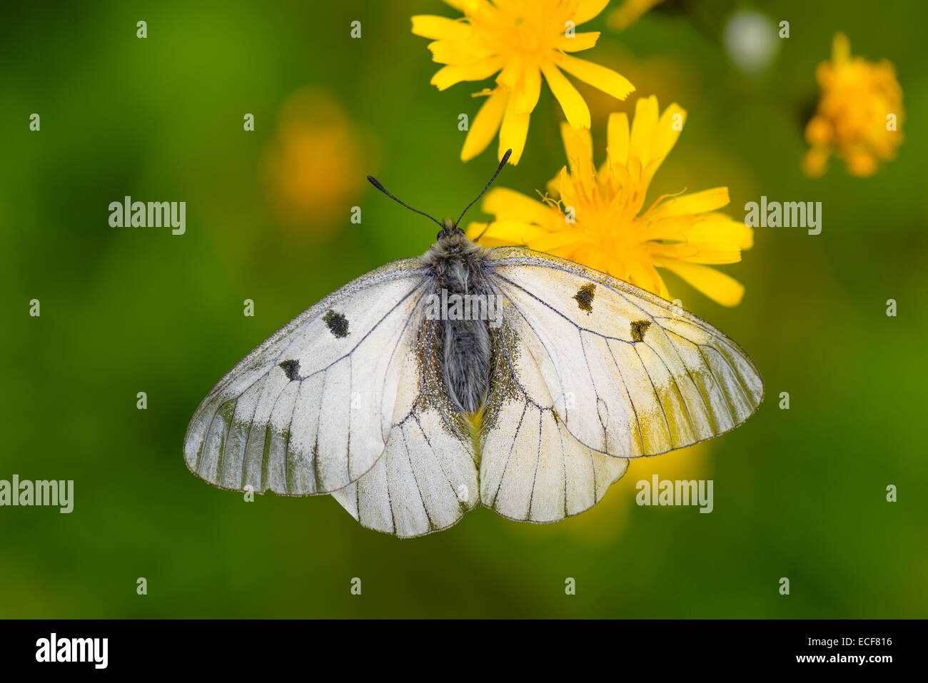Maennlicher Schwarzer Apollo, Parnassius mnemosyne ssp. hassicus , Male ...