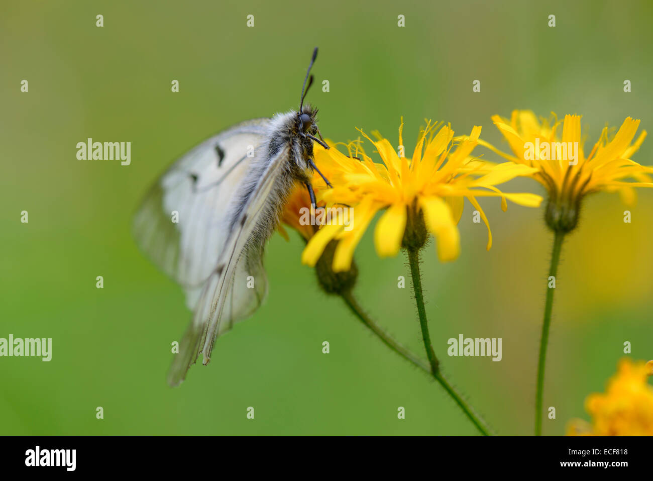 Maennlicher Schwarzer Apollo, Parnassius mnemosyne ssp. hassicus , Male ...