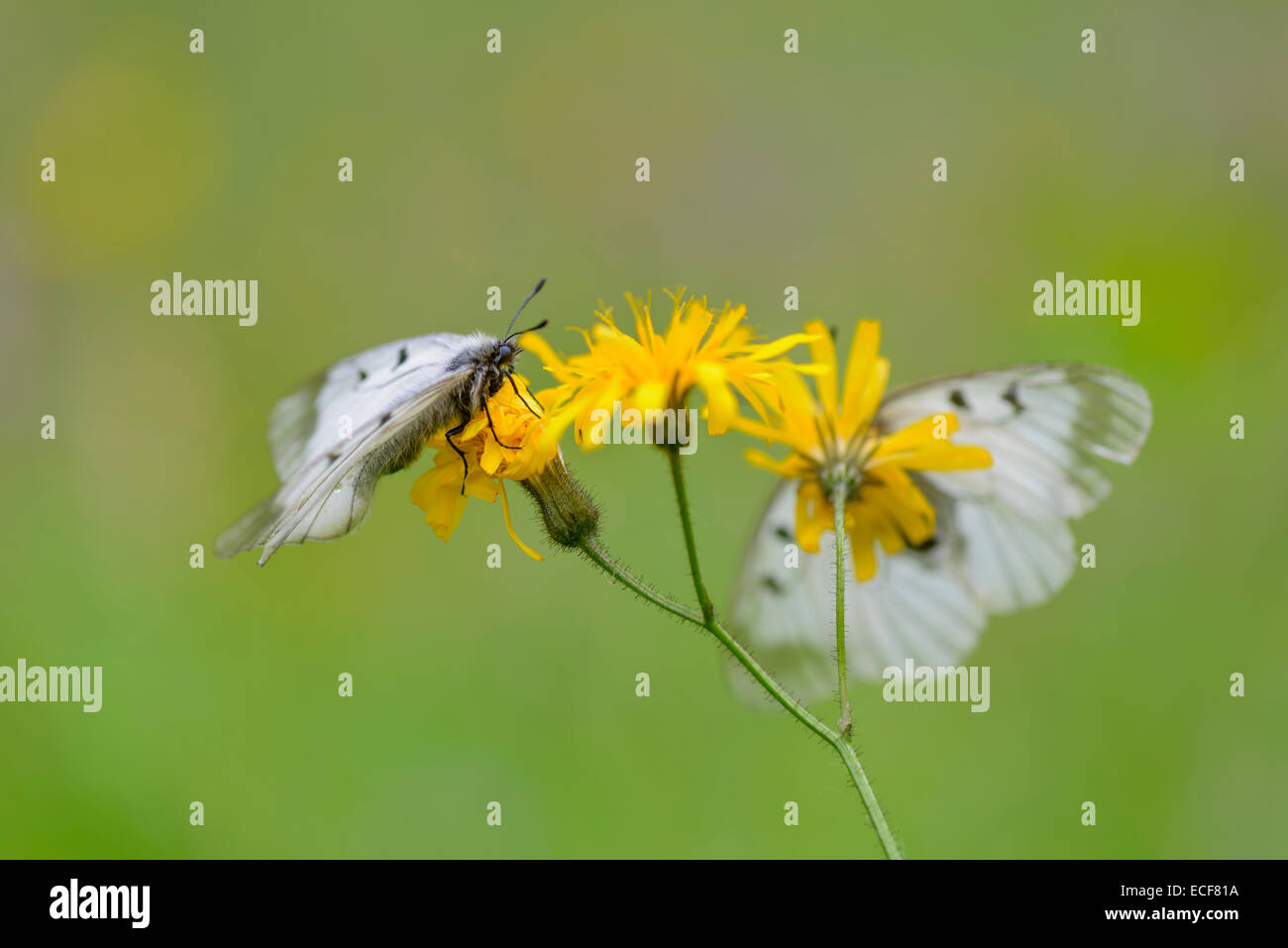 Maennlicher Schwarzer Apollo, Parnassius mnemosyne ssp. hassicus , Male ...