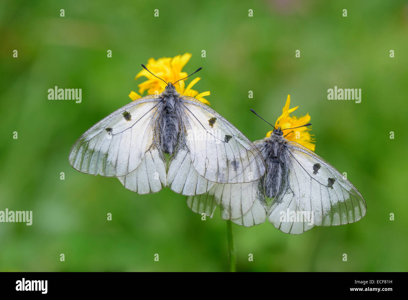 Maennlicher Schwarzer Apollo, Parnassius mnemosyne ssp. hassicus , Male ...