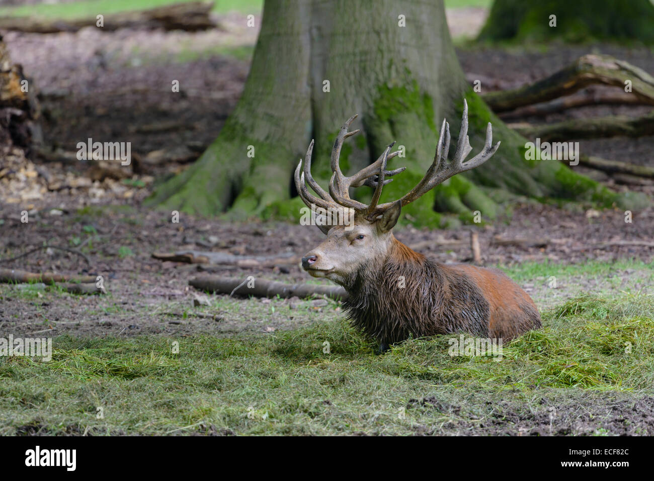 Rothirsch, Cervus elaphus, Red Deer Stock Photo - Alamy
