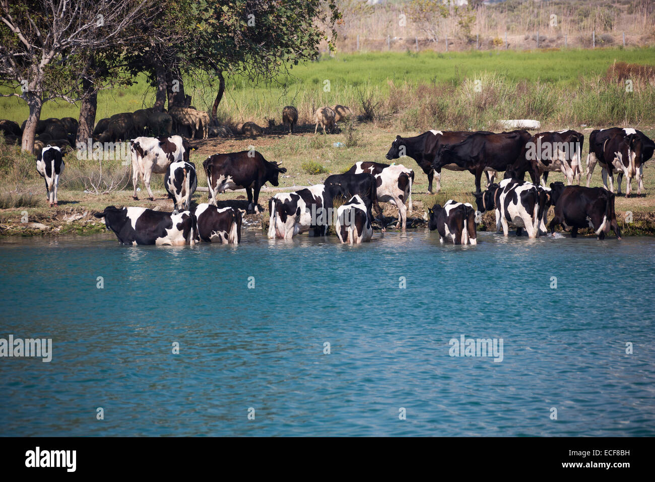 Cows bathing in the Manavget River Stock Photo - Alamy