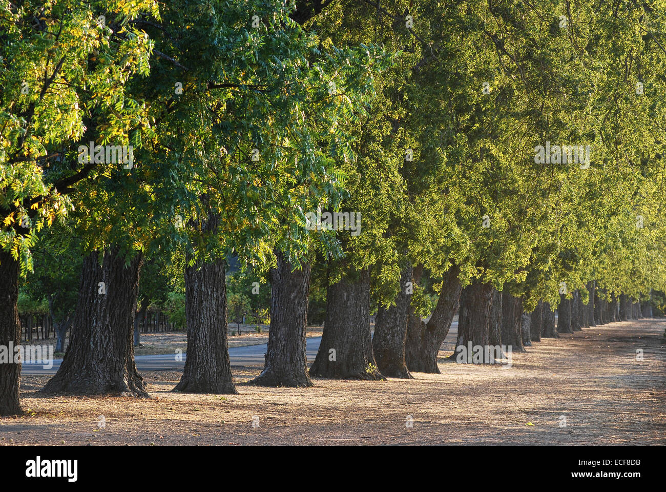 Row of trees in vineyard Stock Photo - Alamy