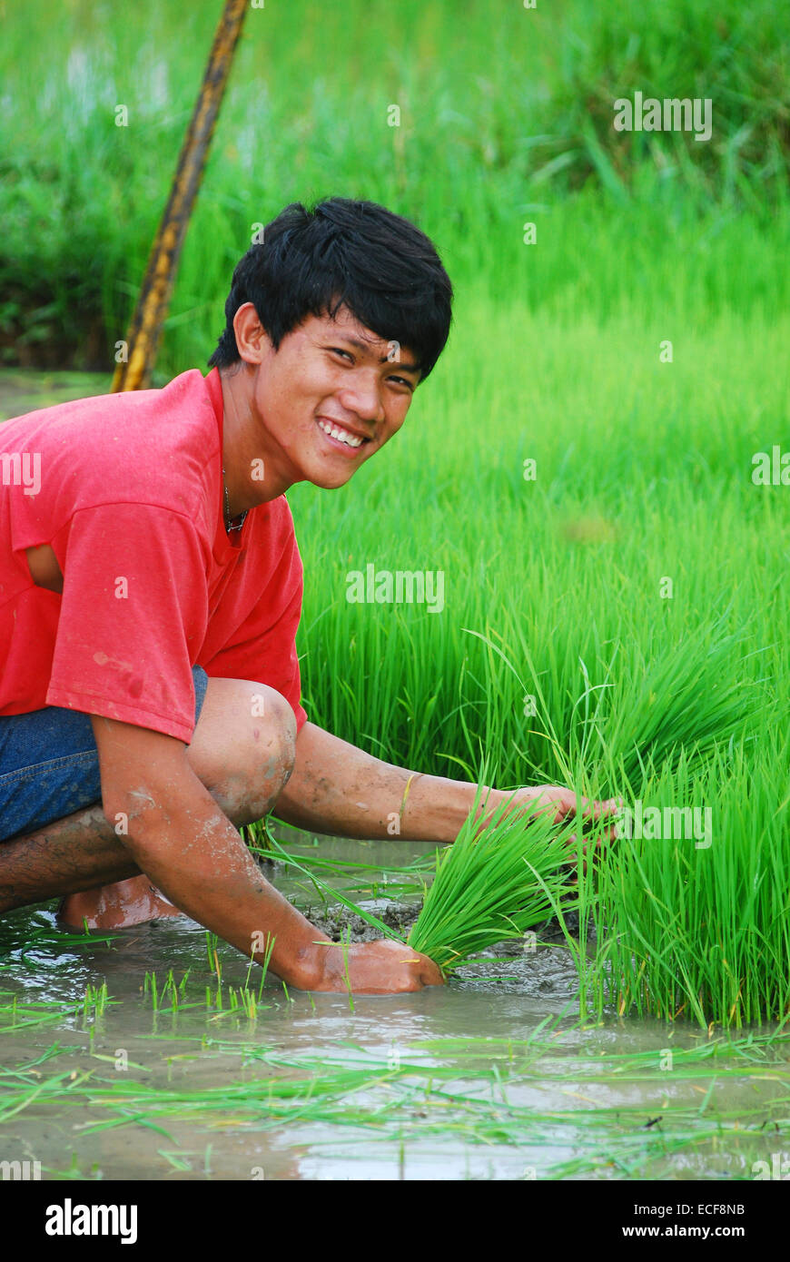 Philippines rice field hi-res stock photography and images - Alamy