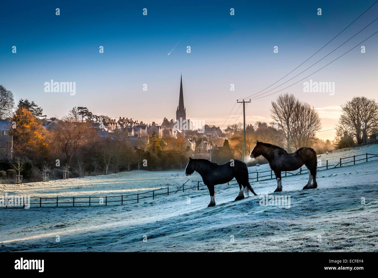 Two creeps in a field hi-res stock photography and images - Alamy
