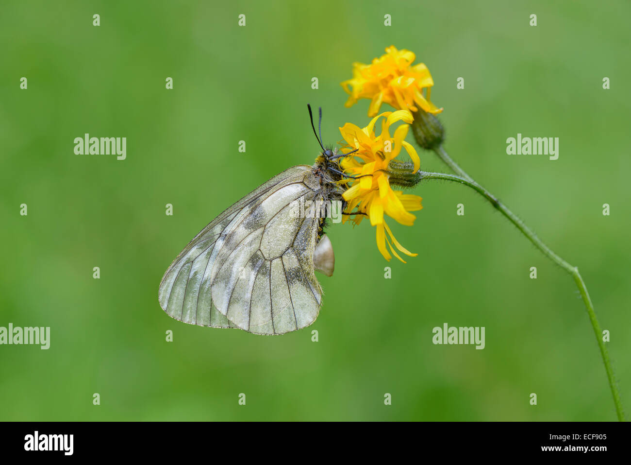 Weiblicher Schwarzer Apollo, Parnassius mnemosyne ssp. hassicus ...