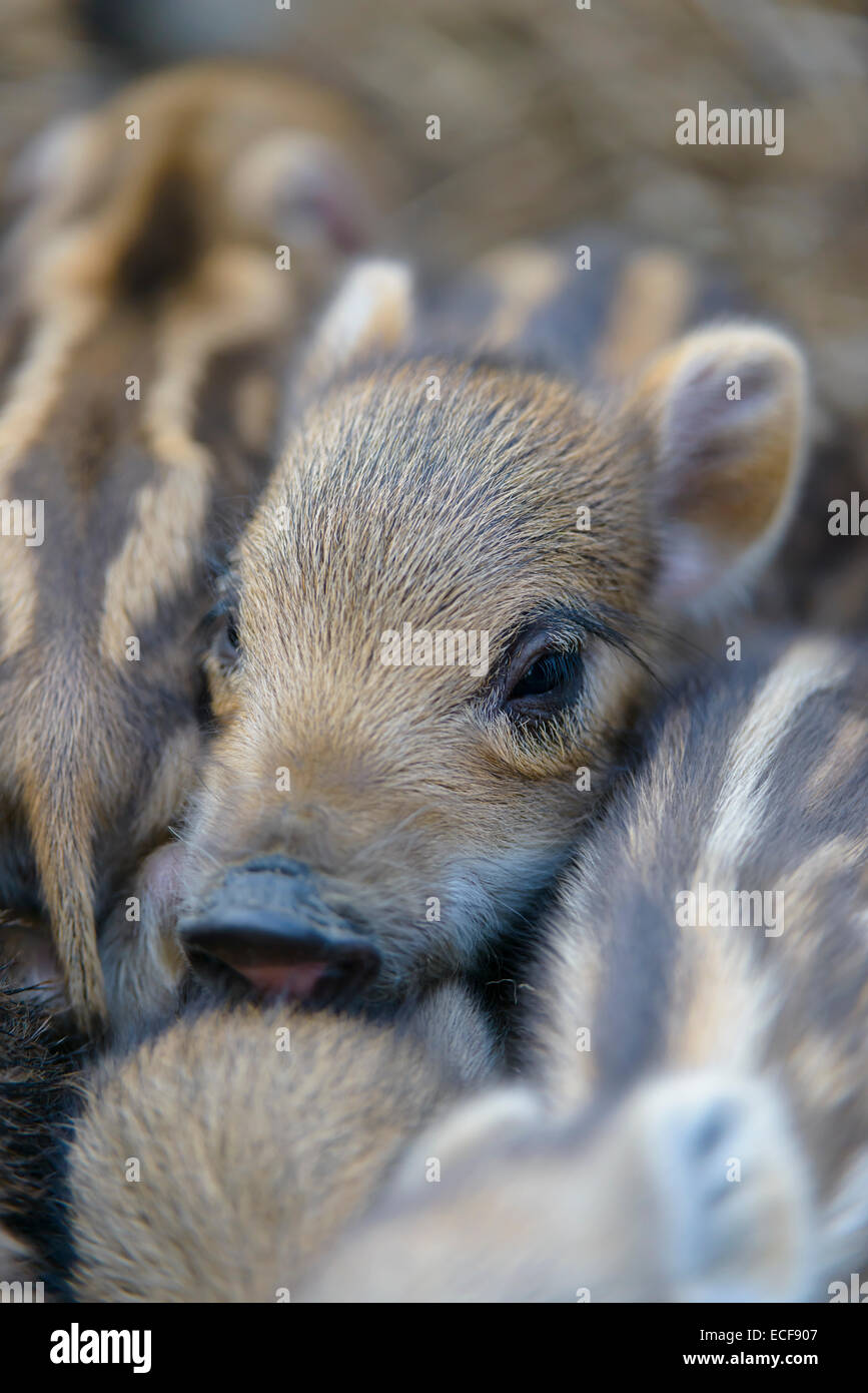 Wildschwein, Sus scrofa, wild boar Stock Photo - Alamy