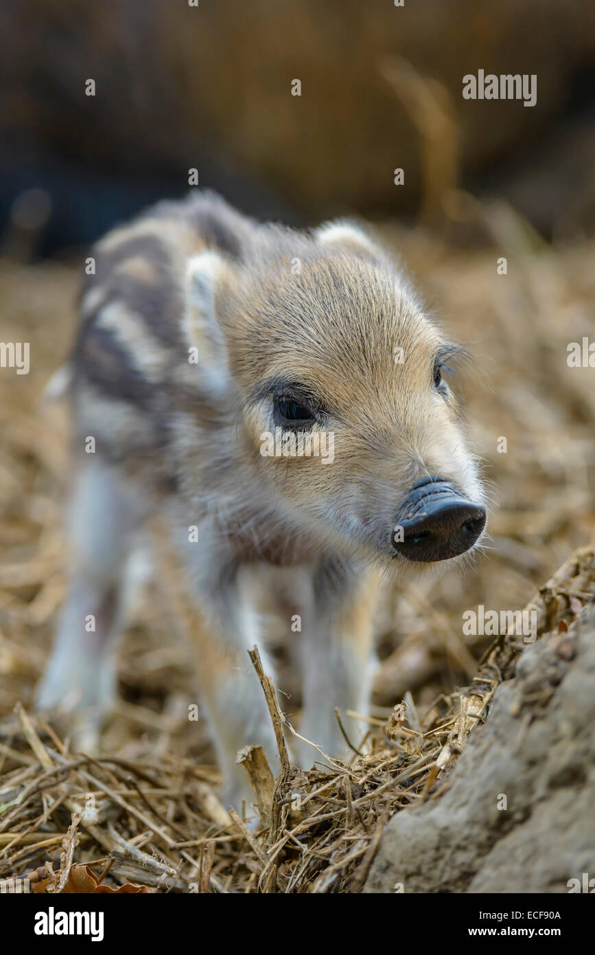Wildschwein, Sus scrofa, wild boar Stock Photo - Alamy