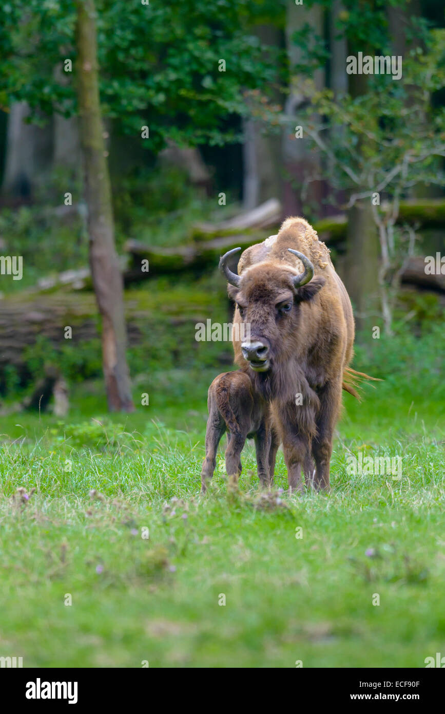 Wisent, Bison bonasus, European bison Stock Photo - Alamy