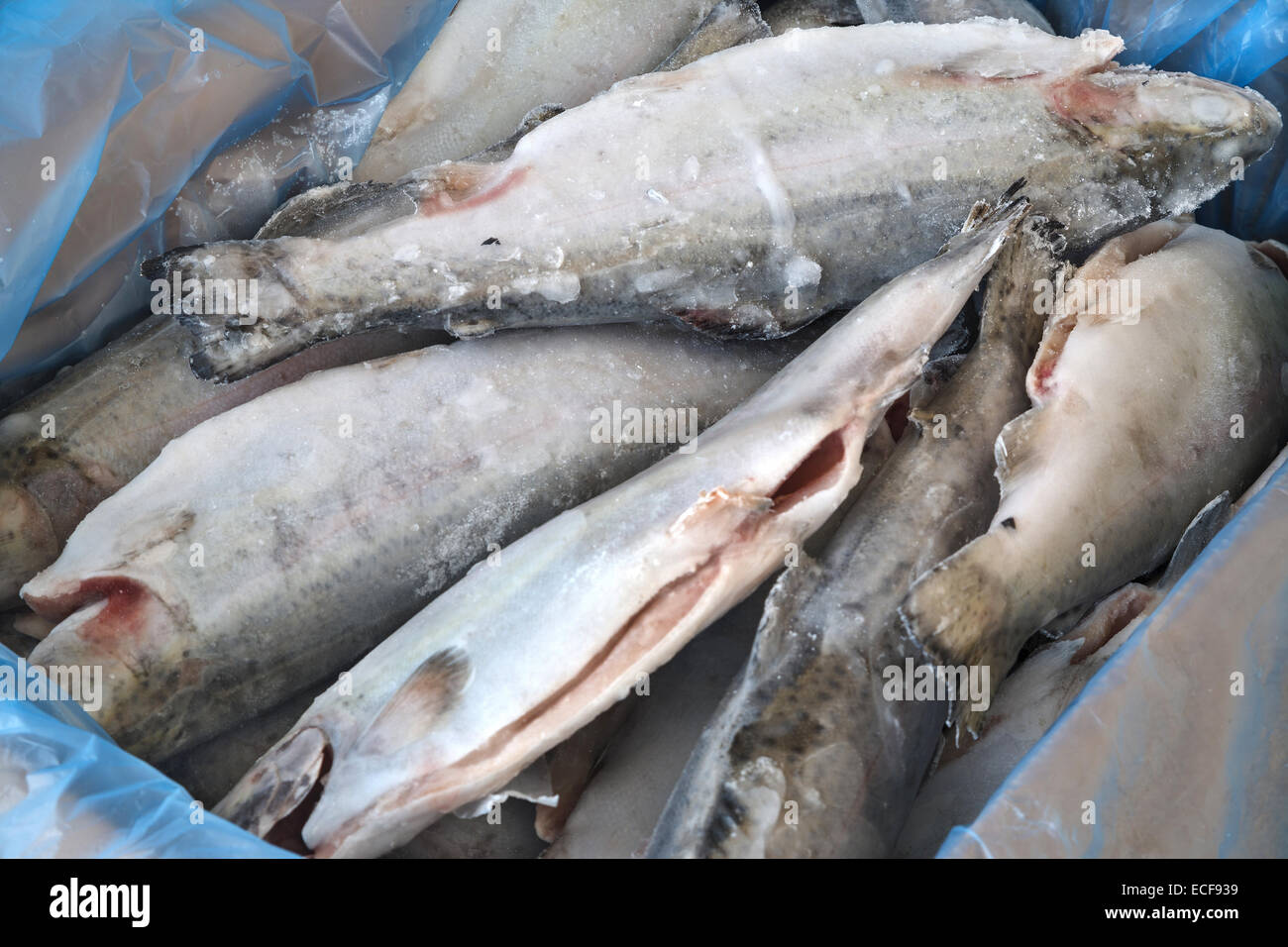 several slices of frozen fish Stock Photo - Alamy