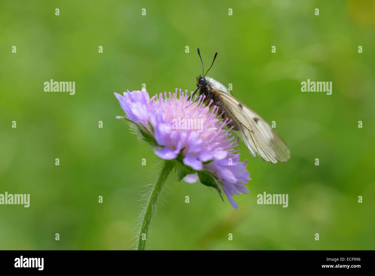 Maennlicher Schwarzer Apollo, Parnassius mnemosyne ssp. hassicus , Male ...