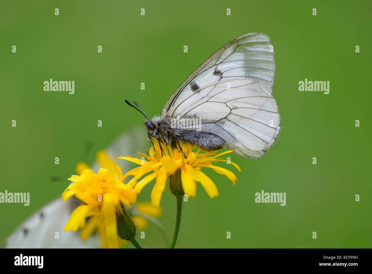 Maennlicher Schwarzer Apollo, Parnassius mnemosyne ssp. hassicus , Male ...