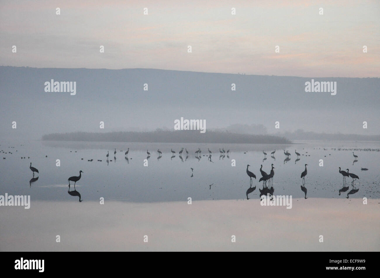 Over 37,000 migratory cranes were seen in the Hula Valley, Northern ...