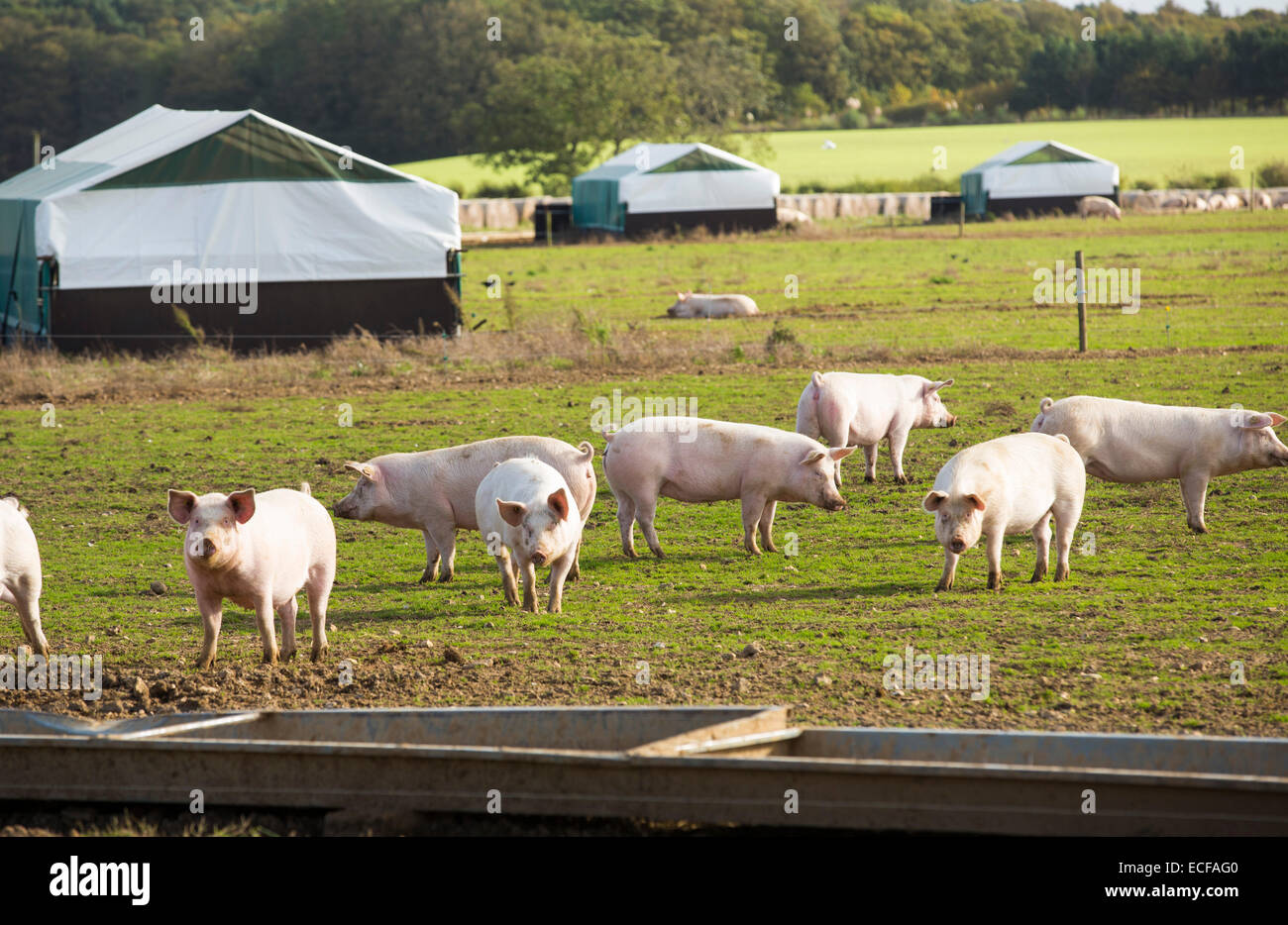 Free range pigs on a farm near Cley, Norfolk, UK Stock Photo - Alamy