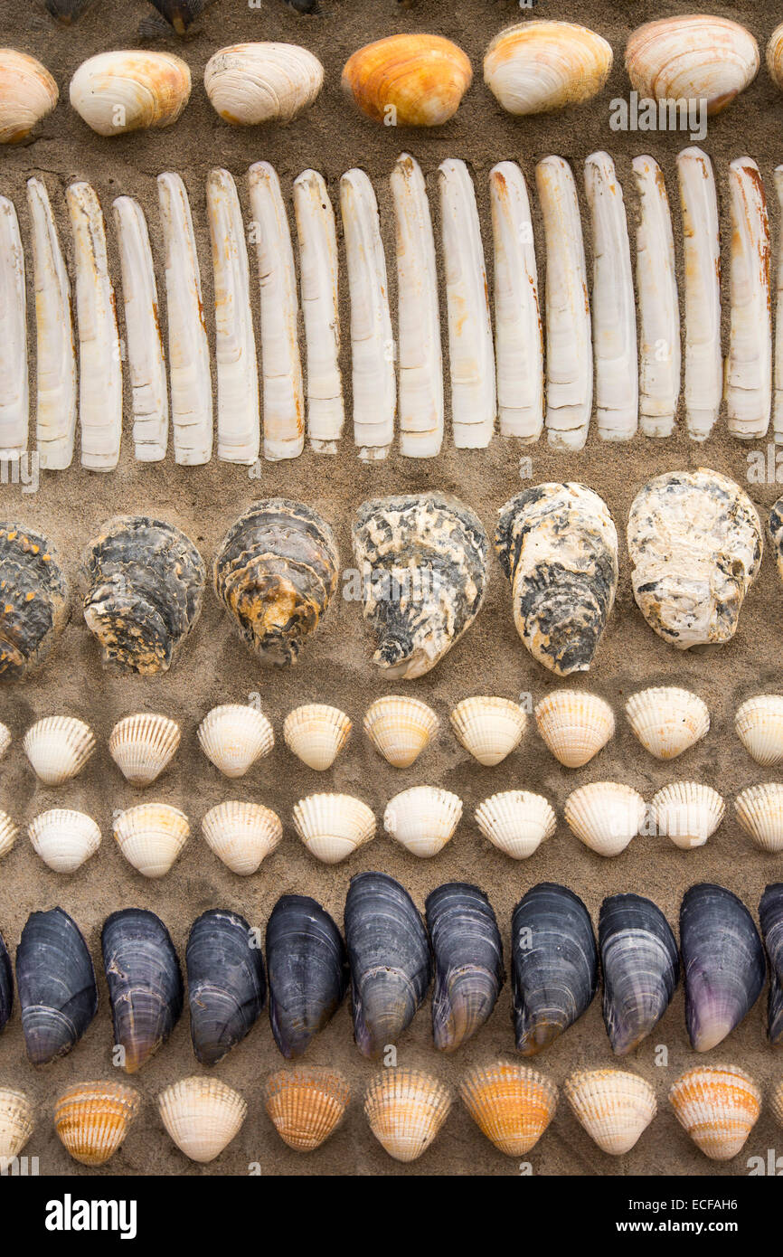 Shells used to decorate the outside at Wiveton hall cafe, Blakeney ...