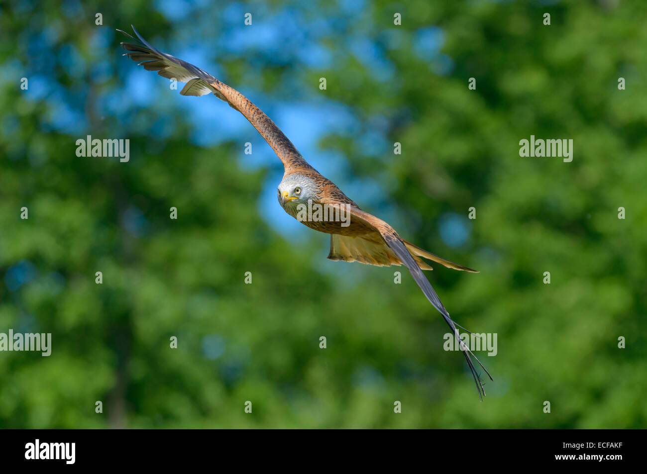 Flying red milan hi-res stock photography and images - Alamy