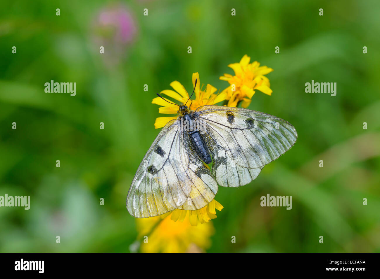 Weiblicher Schwarzer Apollo, Parnassius mnemosyne ssp. hassicus ...