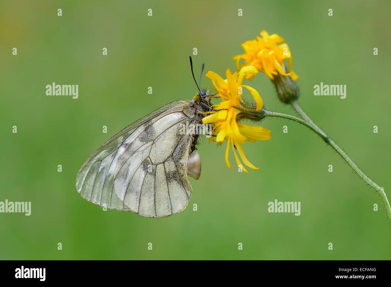 Weiblicher Schwarzer Apollo, Parnassius mnemosyne ssp. hassicus ...