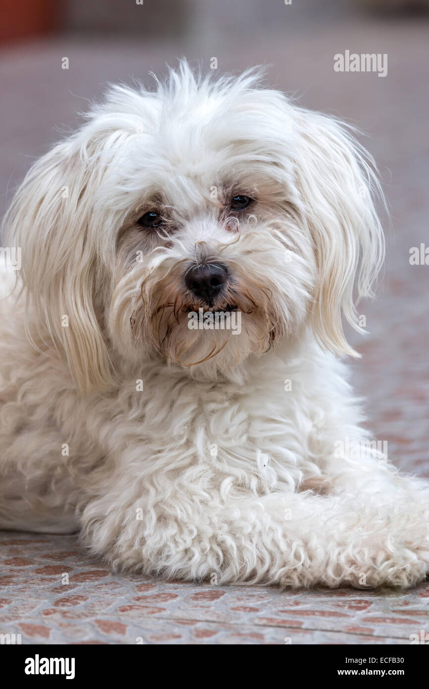 Portrait of cute maltese dog Stock Photo - Alamy