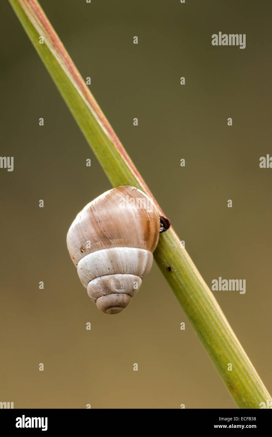 Small snail on the plant Stock Photo - Alamy