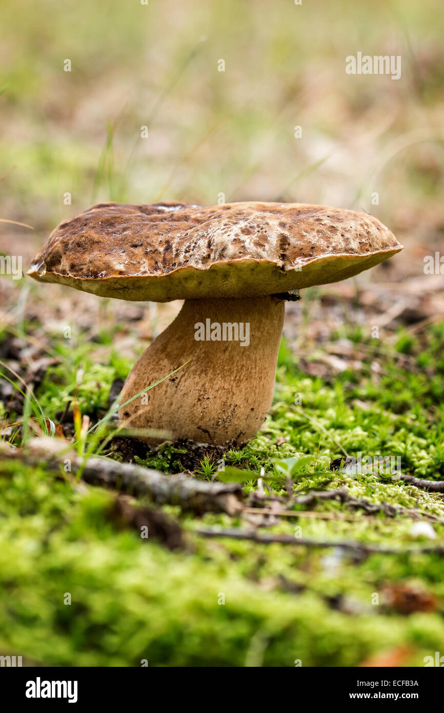 Porcini fungi on the moss (Boletus edulis Stock Photo - Alamy