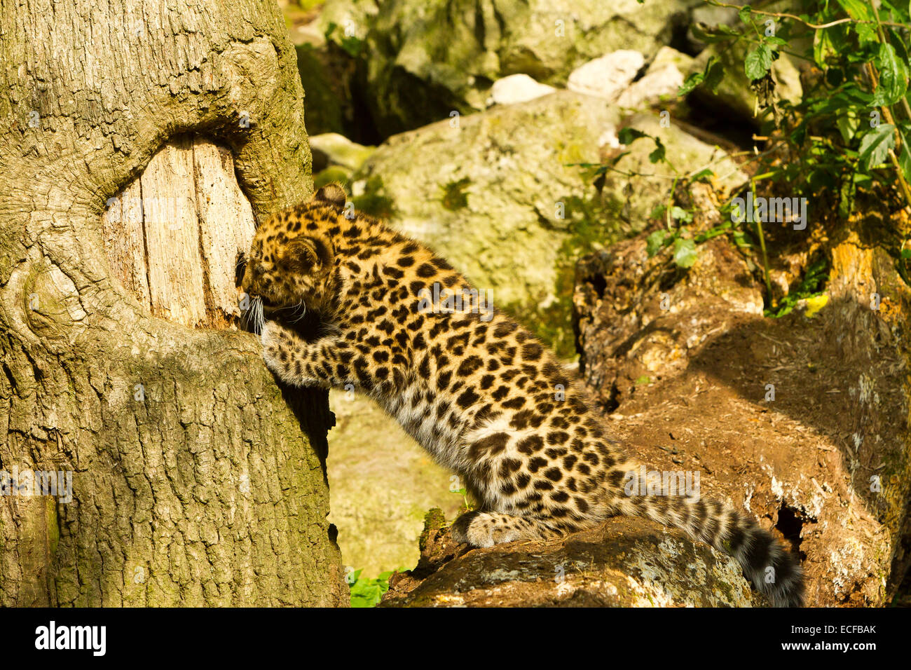 Extremely Rare Amur Leopard Cub (Panthera Pardus Orientalis) Sitting On ...