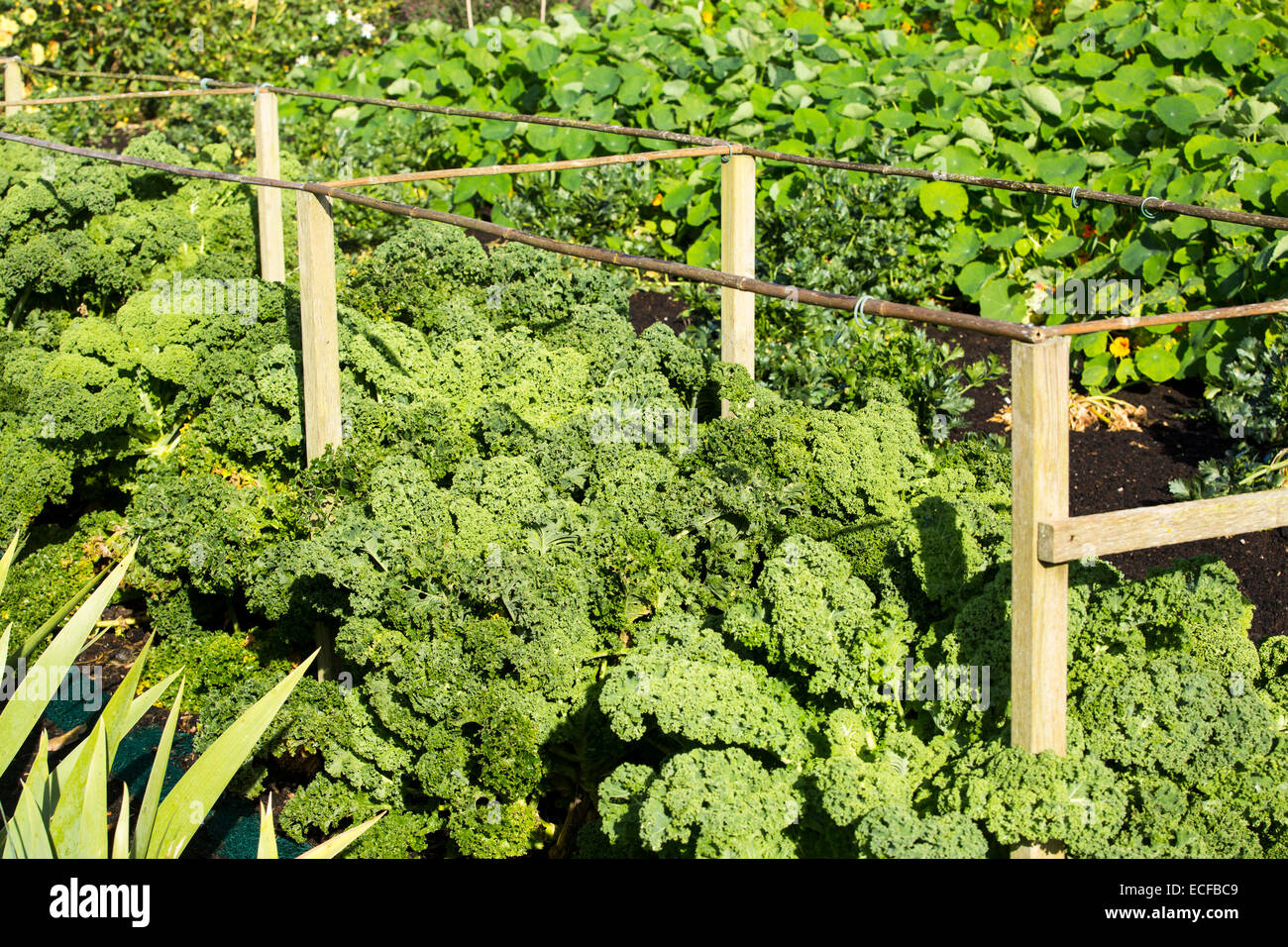 Vegetable hall hi-res stock photography and images - Alamy