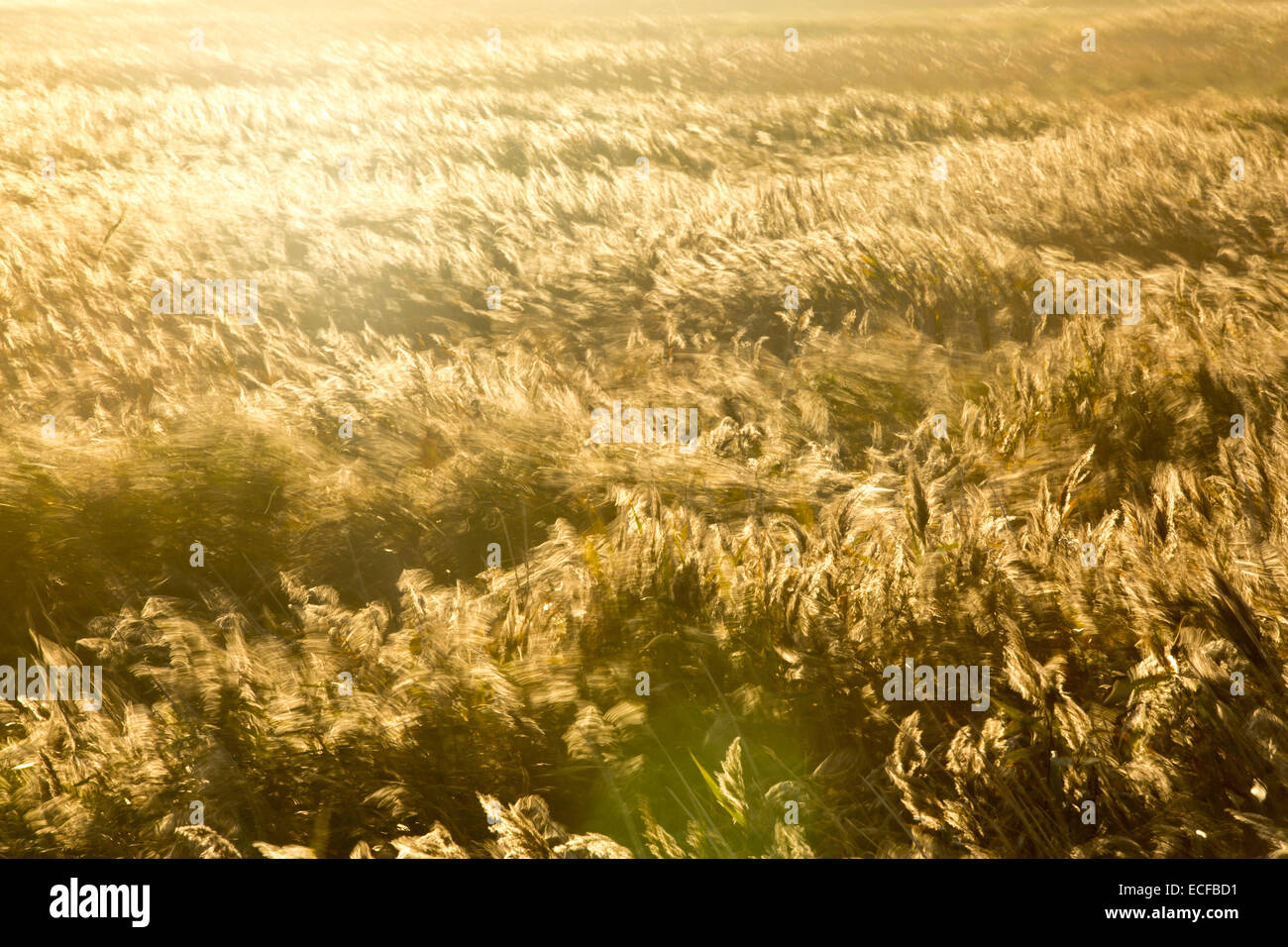 Reeds blowing in wind hi-res stock photography and images - Alamy