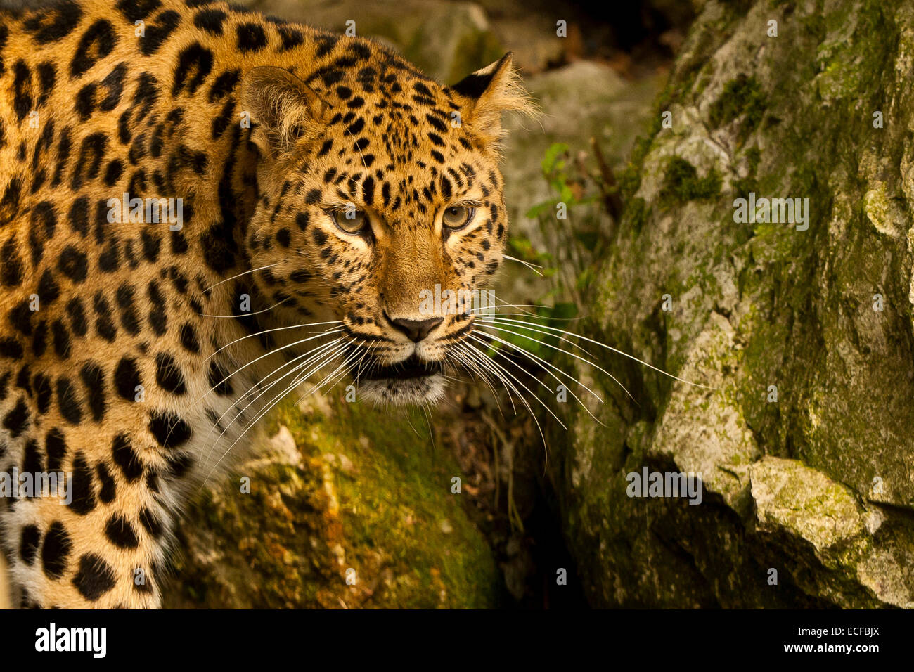Extremely Rare Amur Leopard (Panthera Pardus Orientalis) Standing Next ...