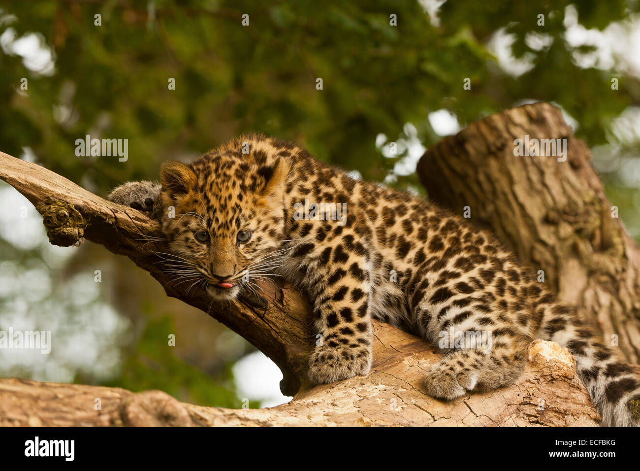 Extremely Rare Amur Leopard Cub (Panthera Pardus Orientalis) Laying On ...