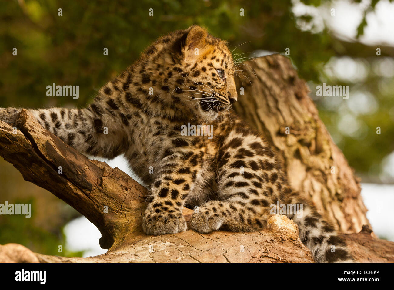 Extremely Rare Amur Leopard Cub (Panthera Pardus Orientalis) Sitting On ...