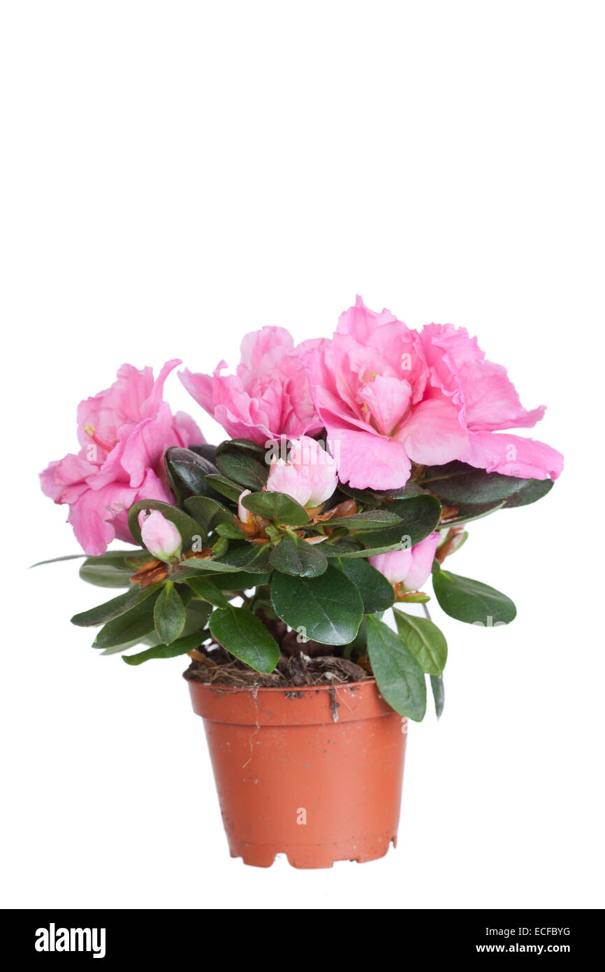 Azalea in container Cut Out Stock Images & Pictures - Alamy