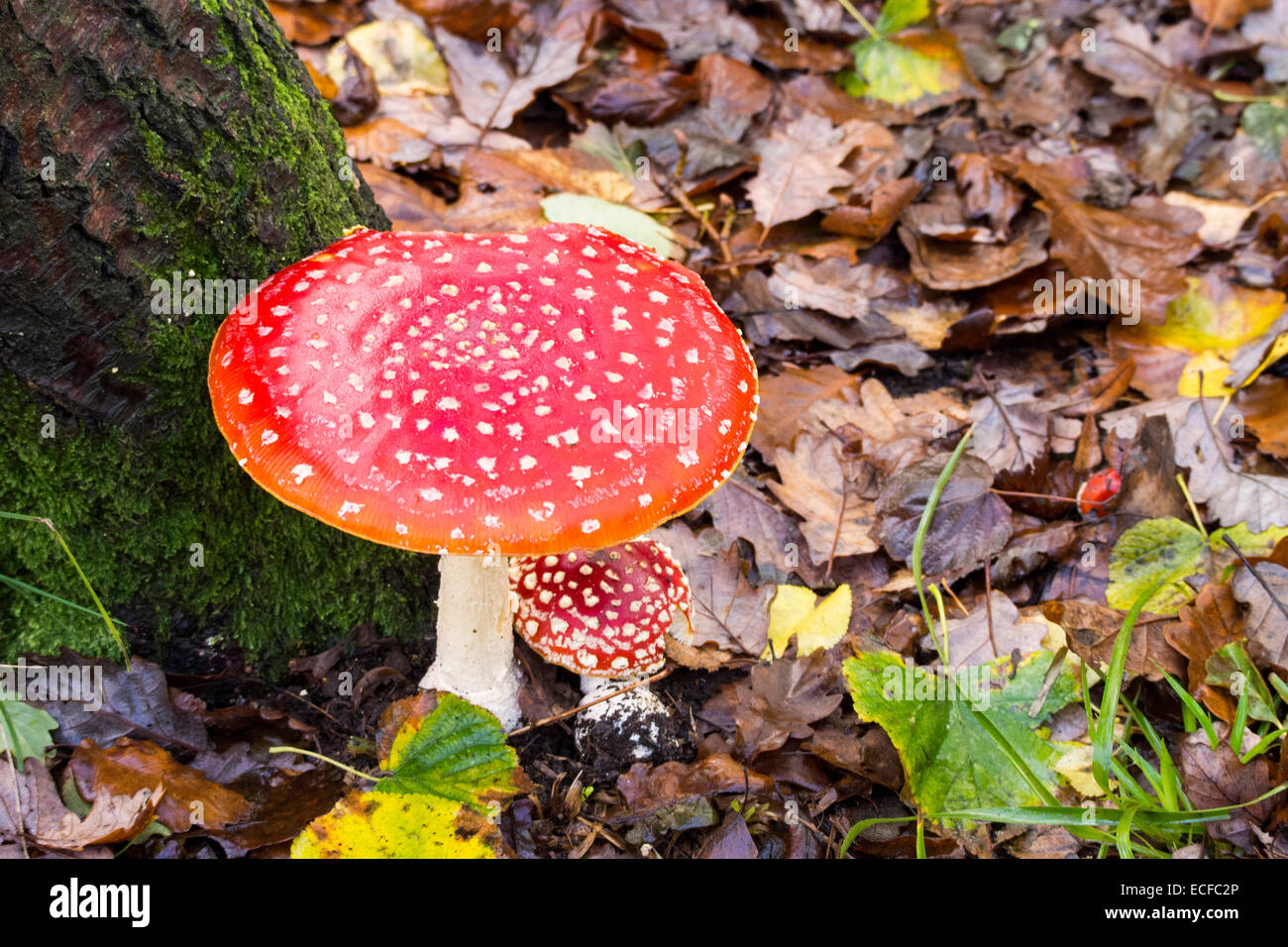 Posinous fungi hi-res stock photography and images - Alamy