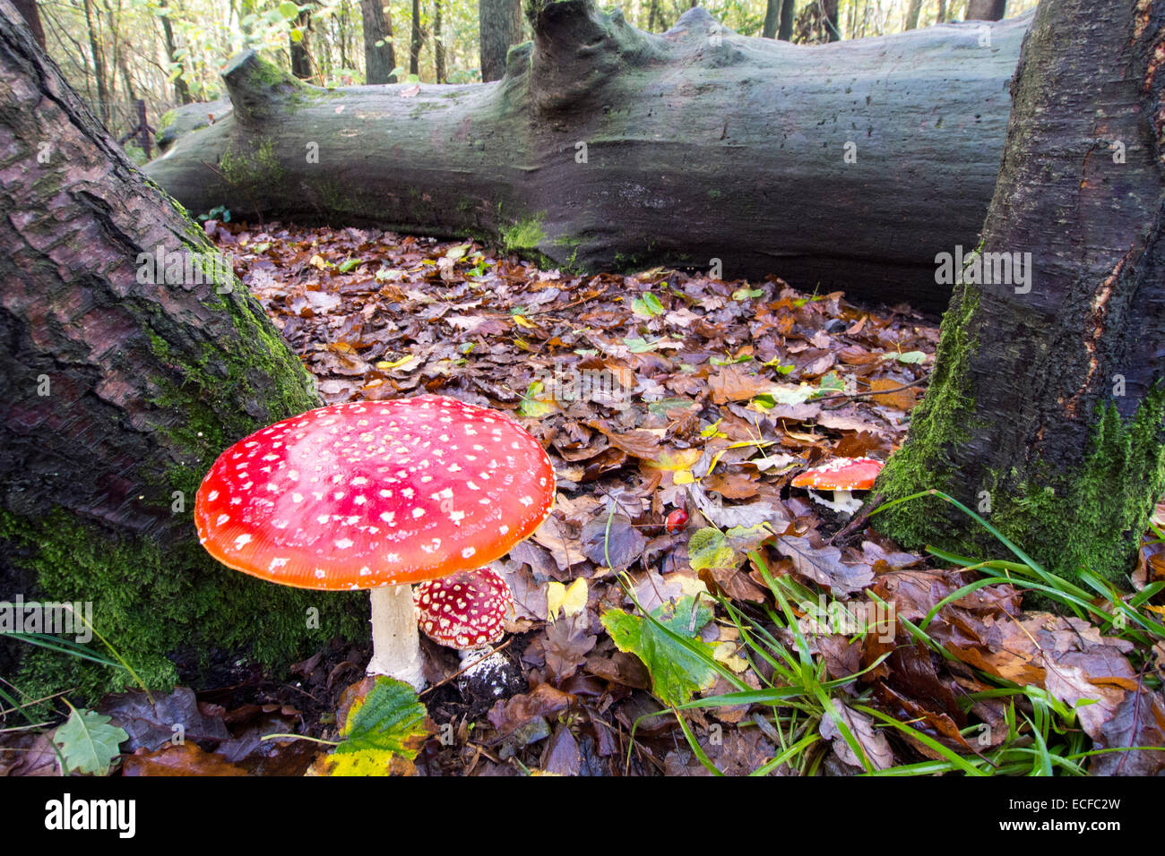 Posinous fungi hi-res stock photography and images - Alamy