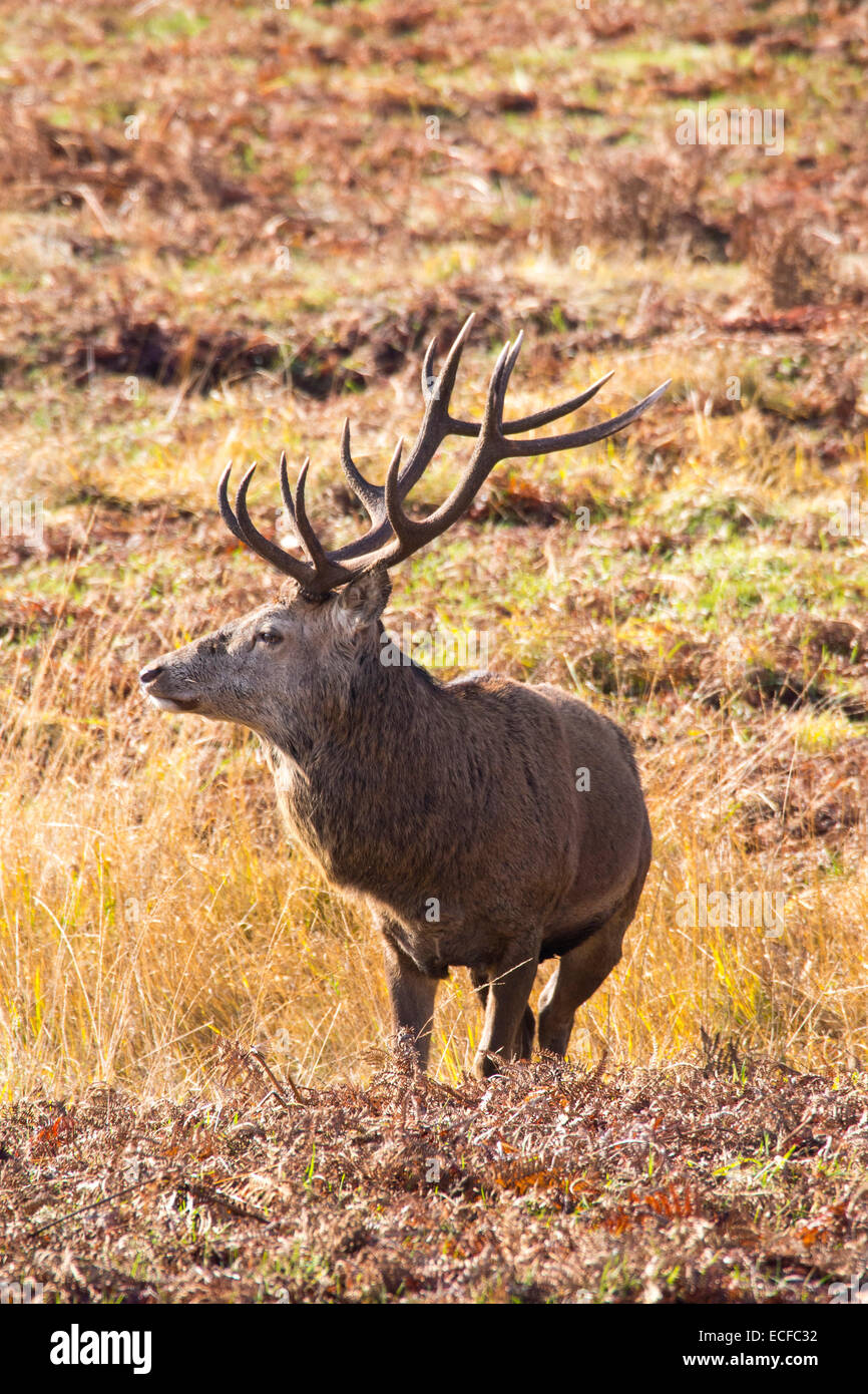 Bradgate park deer hi-res stock photography and images - Alamy