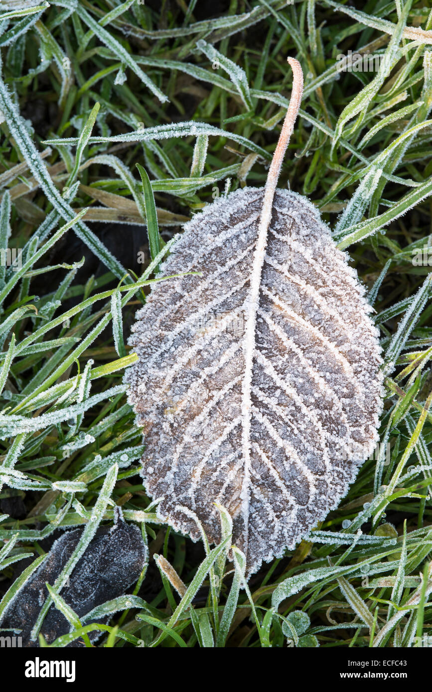 A single leaf on grass covered with frost after a freezing night Stock ...
