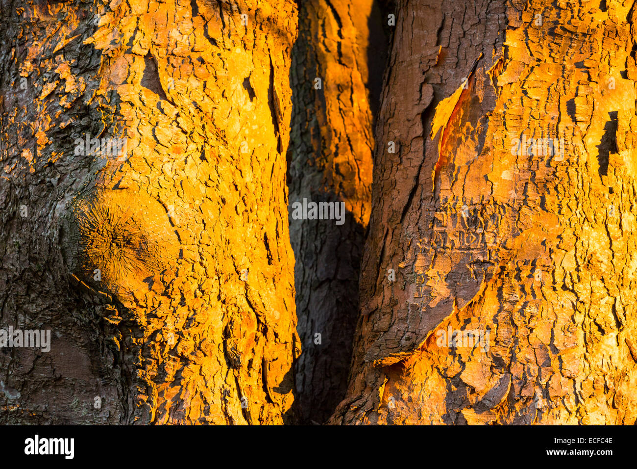 Glowing light on a Sycamore tree at sunset, Ambleside, Cumbria, UK ...