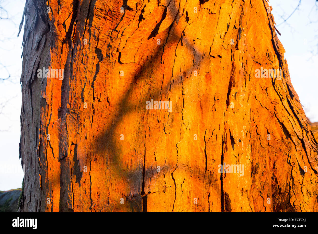 Glowing light on a Sycamore tree at sunset, Ambleside, Cumbria, UK ...